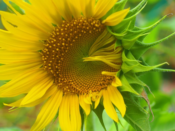 Nature’s Geometry: An Introduction to Phi Pattern Paradise – Michelle R ...
